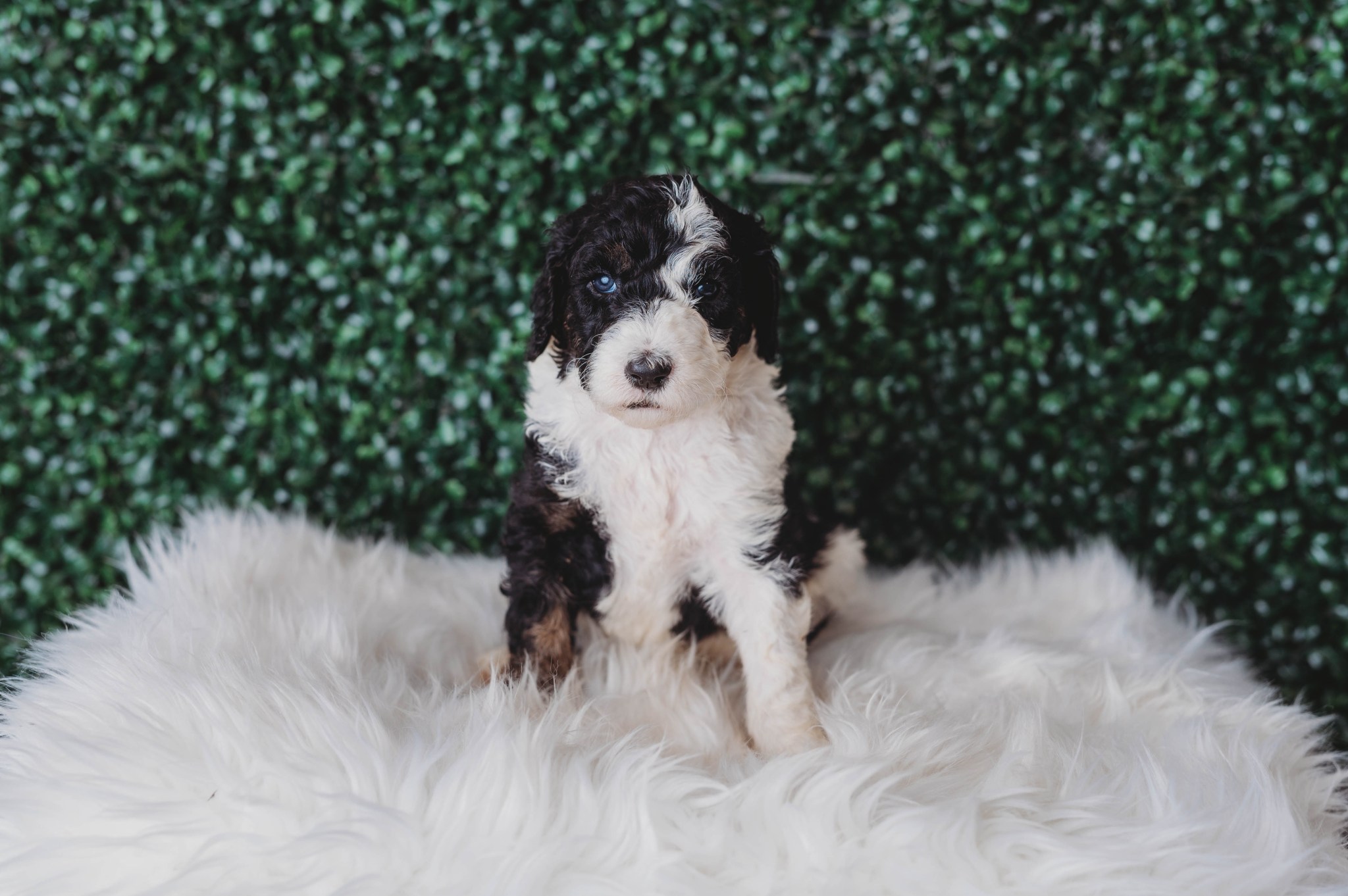 Reed Family Sheepadoodles- Sheepadoodles in Ontario Canada – The best ...