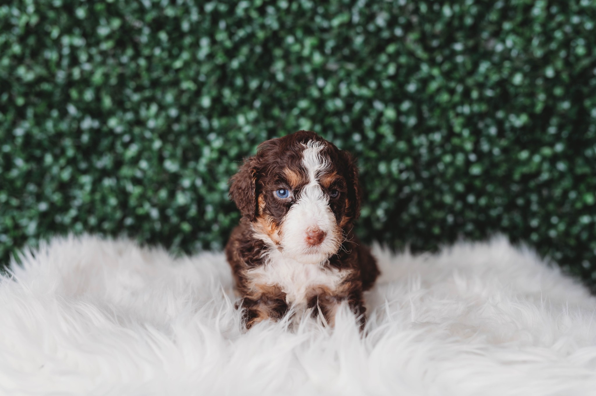 Reed Family Sheepadoodles- Sheepadoodles in Ontario Canada – The best ...