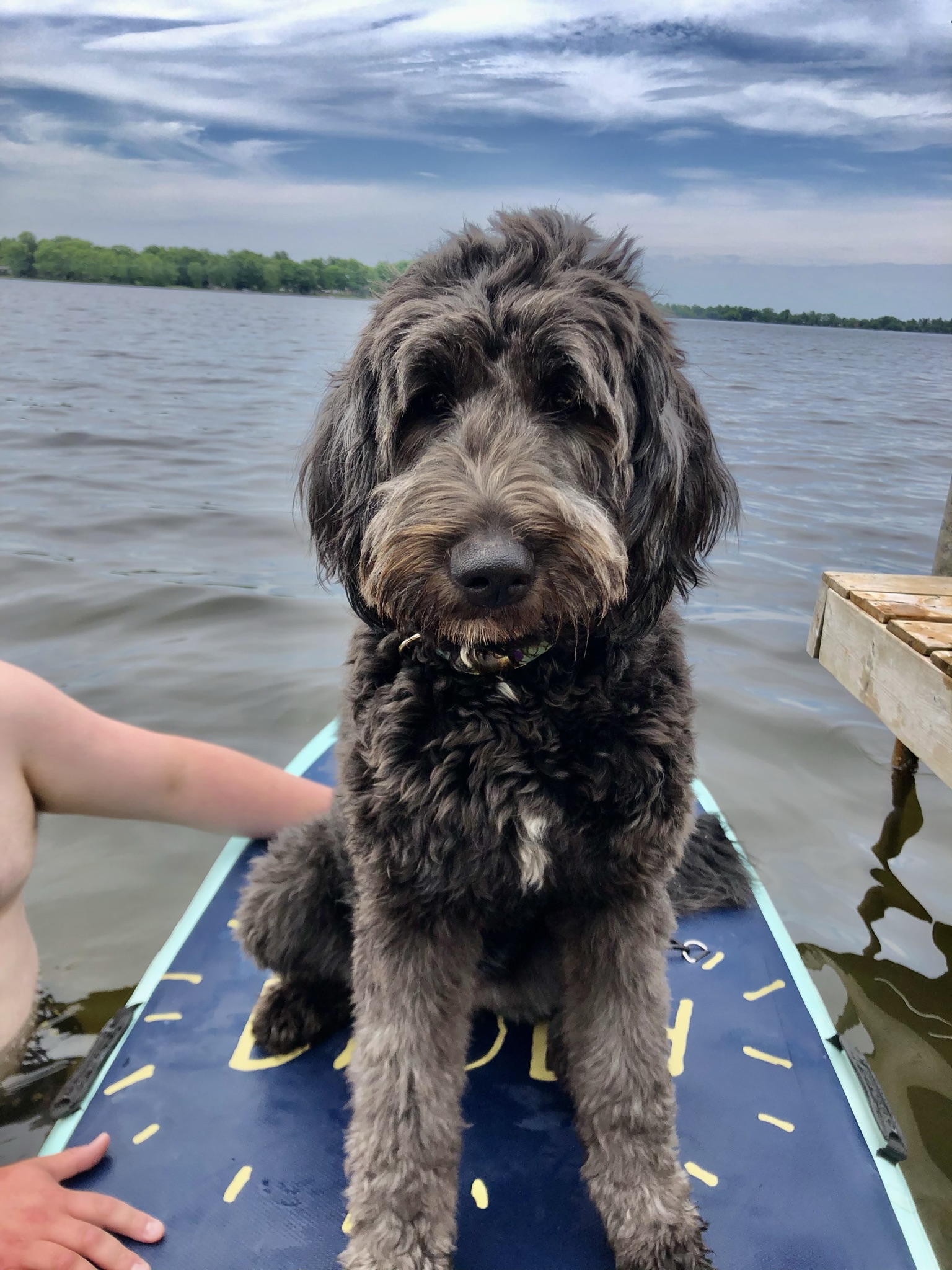 Piper – Reed Family Sheepadoodles- Sheepadoodles in Ontario Canada